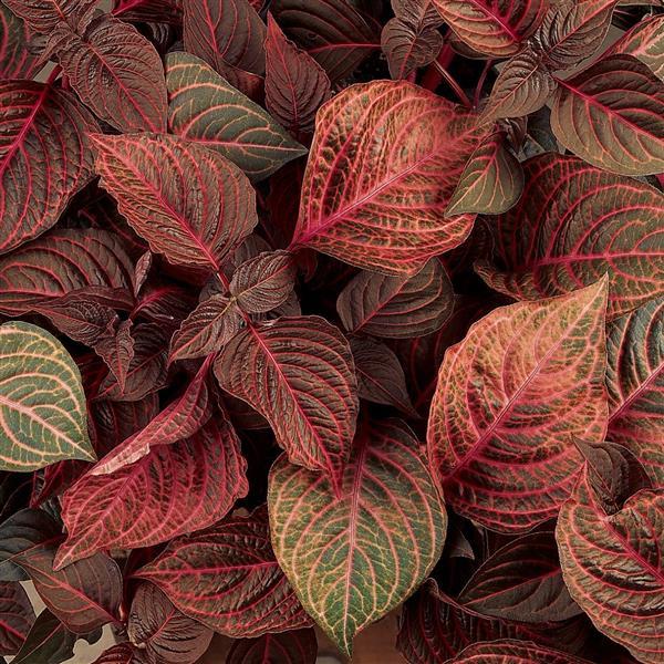 Blazin Rose Iresine (Blood Leaf) – Southern Idaho Landscape Center