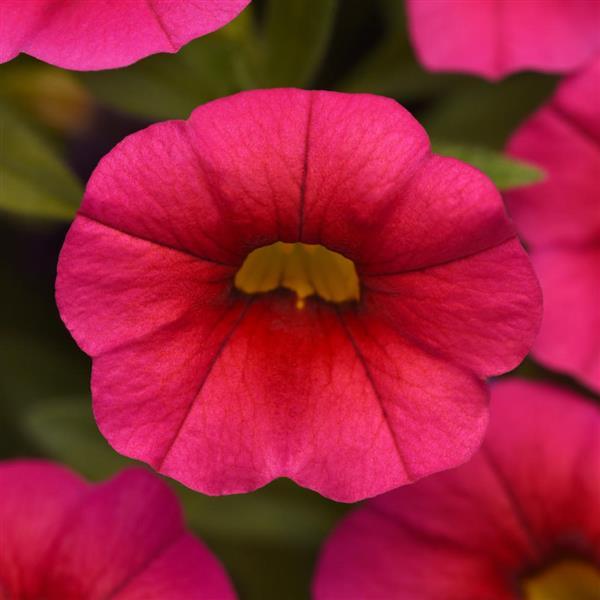 Cabaret Hot Rose Calibrachoa (Million Bells) – Southern Idaho Landscape ...