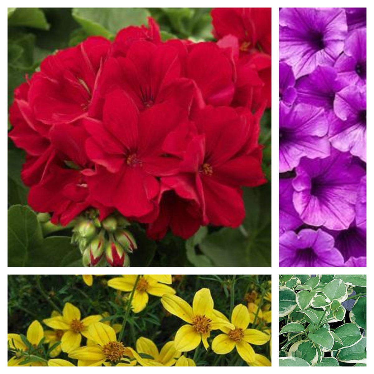 12" Red Geranium with Indigo Petunias, Yellow Bidens and Vinca Vine ...