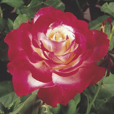 Double Delight Hybrid Tea Rose - 3 Gallon Growers Pot – Southern Idaho ...