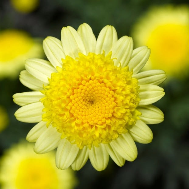 Sassy Double Yellow Argyranthemum (Marguerite Daisy) – Southern Idaho ...