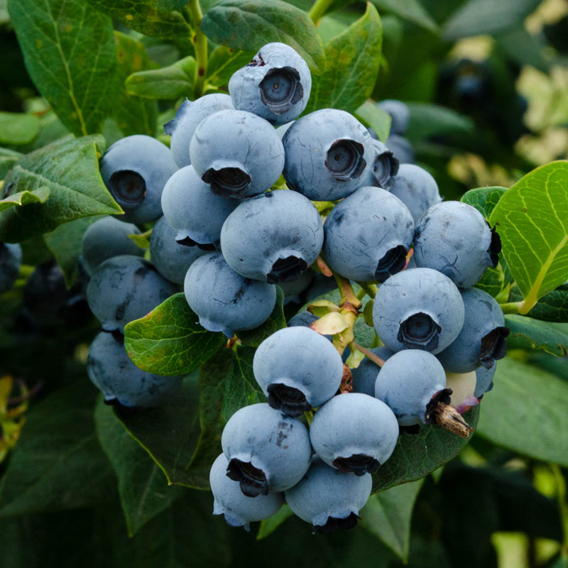 Duke Northern Highbush Blueberry Plant – Southern Idaho Landscape Center