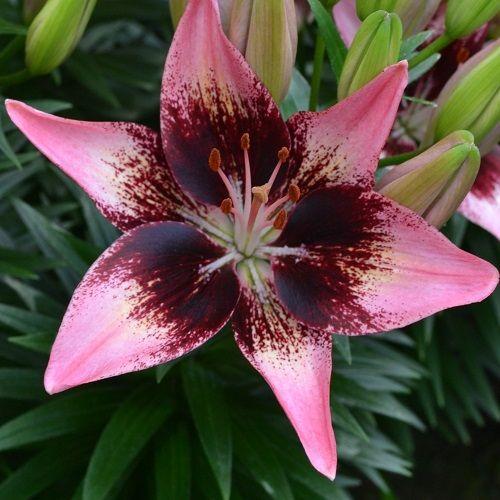 Trendy Savannah Asiatic Lily – Southern Idaho Landscape Center