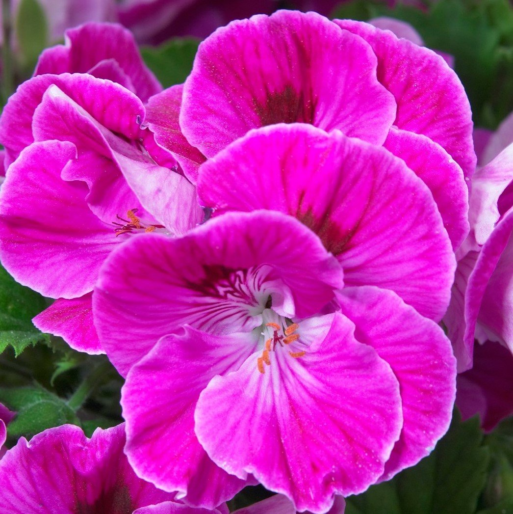 Elegance Lilac Sachet Martha Washington Geranium – Southern Idaho ...