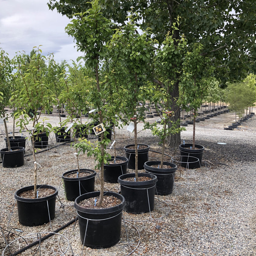 Emerald Beaut Plum Tree – Southern Idaho Landscape Center