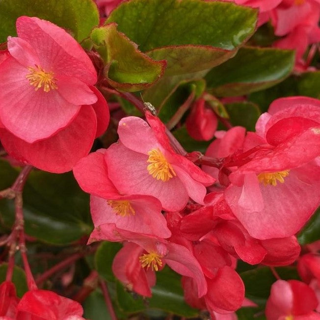 Viking Explorer Rose on Green Begonia – Southern Idaho Landscape Center
