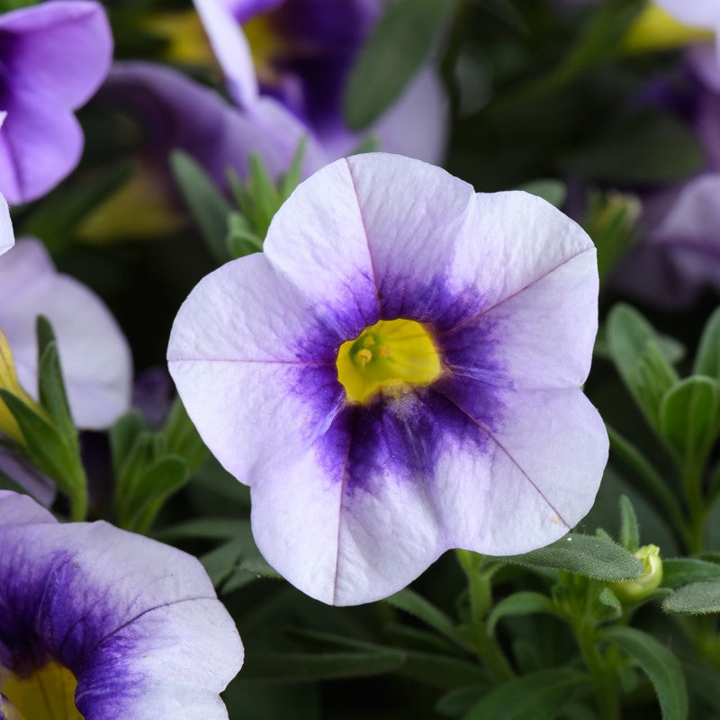 Eyeconic Purple Calibrachoa (Million Bells) – Southern Idaho Landscape ...