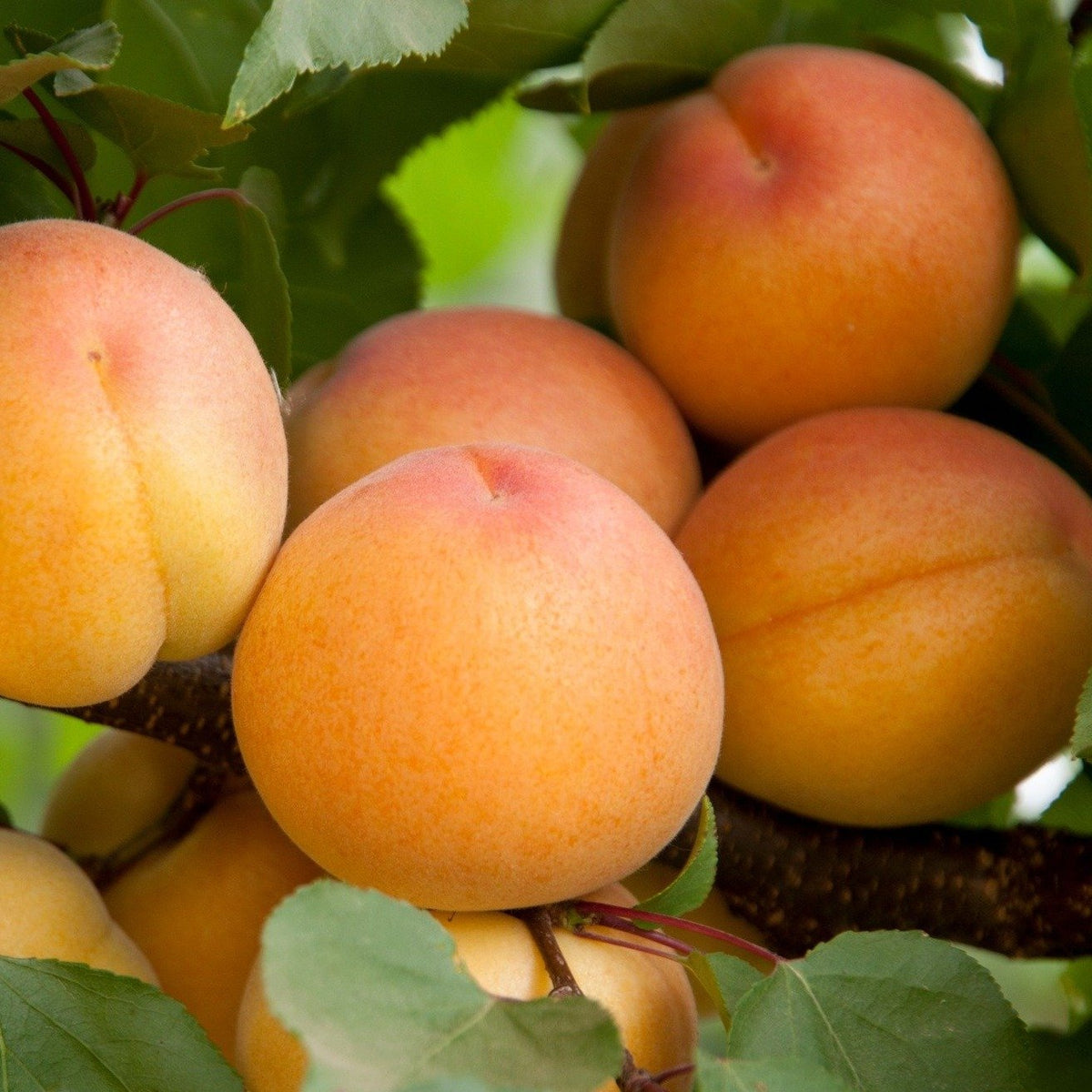 Flavor Delight Aprium Tree – Southern Idaho Landscape Center