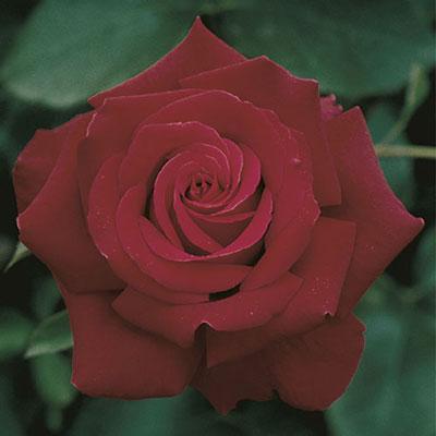 Firefighter Hybrid Tea Rose - 3 Gallon Growers Pot – Southern Idaho ...
