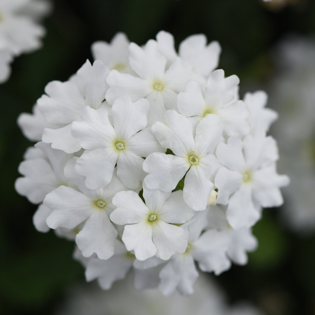 Firehouse White Verbena – Southern Idaho Landscape Center