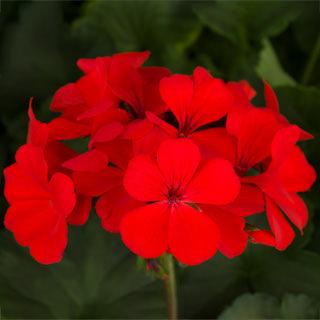 Caliente Orange Geranium – Southern Idaho Landscape Center
