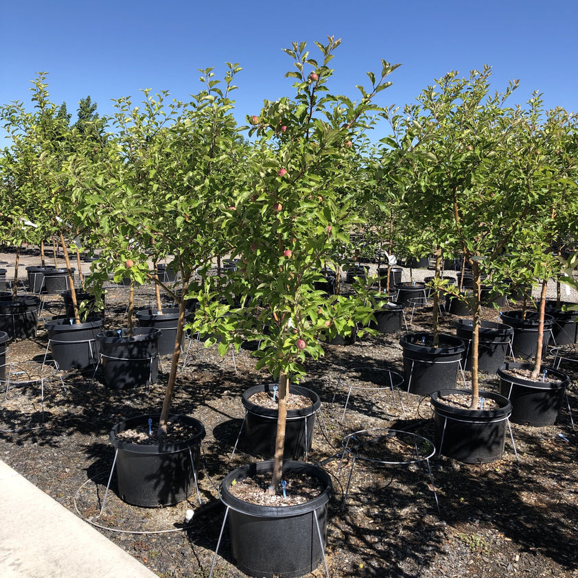 Gala Apple Tree – Southern Idaho Landscape Center