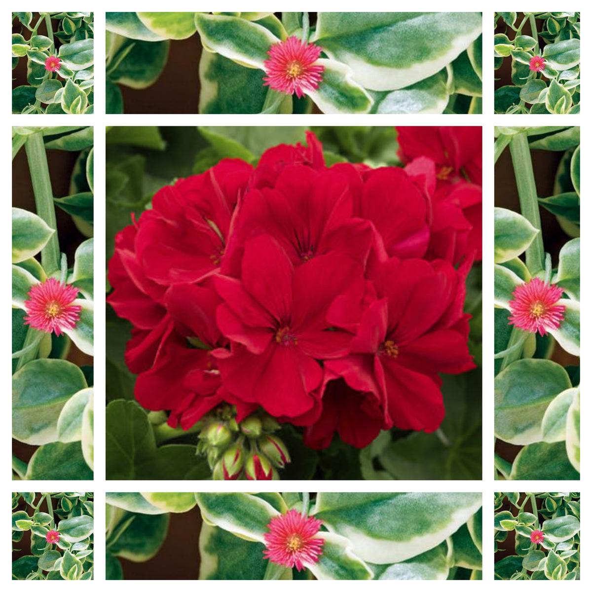 16" Red Geraniums with Mezoo Hanging Basket – Southern Idaho Landscape ...
