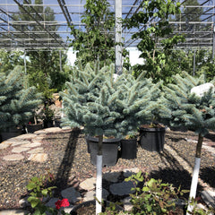 Dwarf Globe Blue Spruce on Standard – Southern Idaho Landscape Center