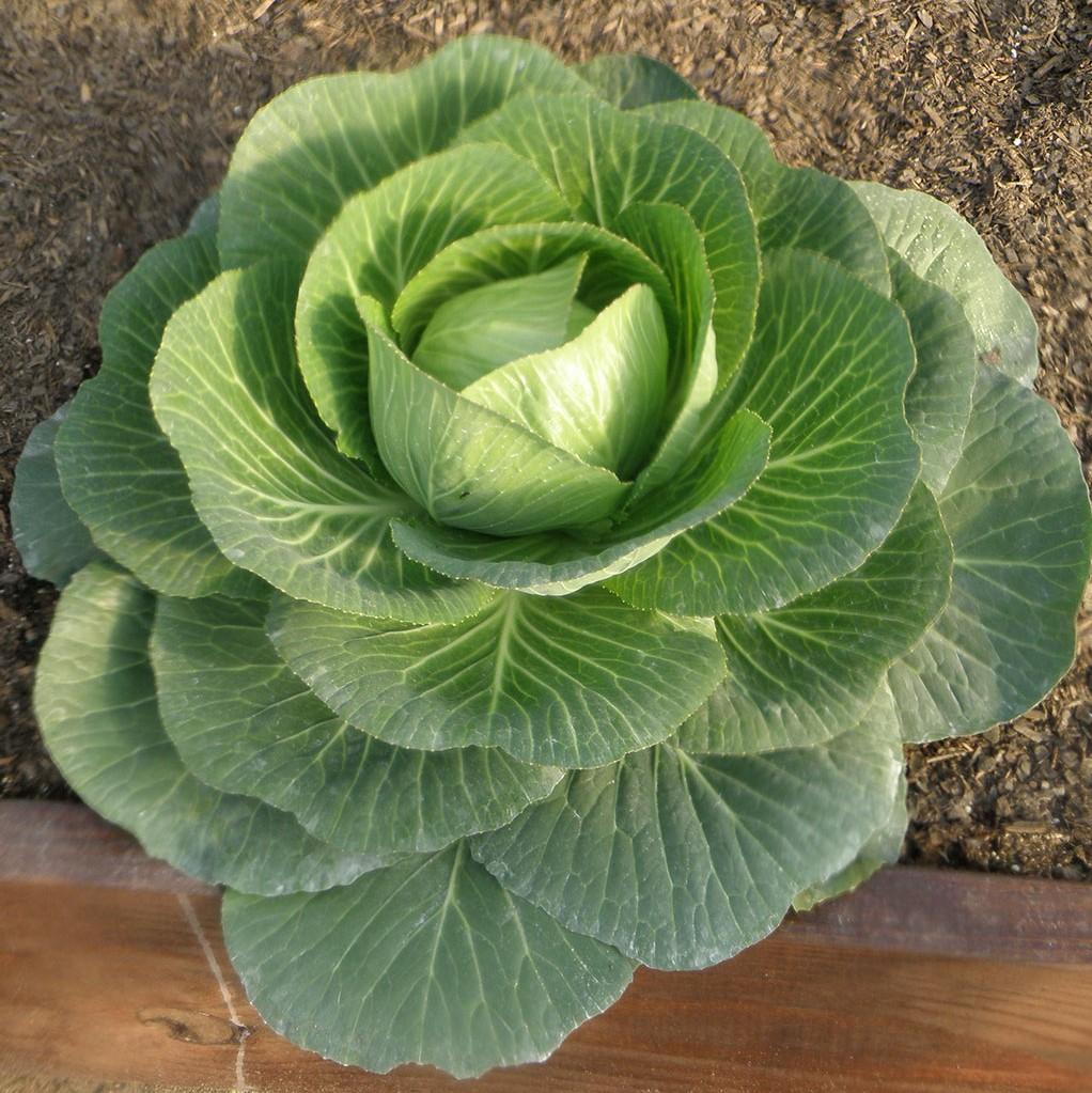 Golden Cross 45-Day Cabbage (Garden Starter Plant) – Southern Idaho ...
