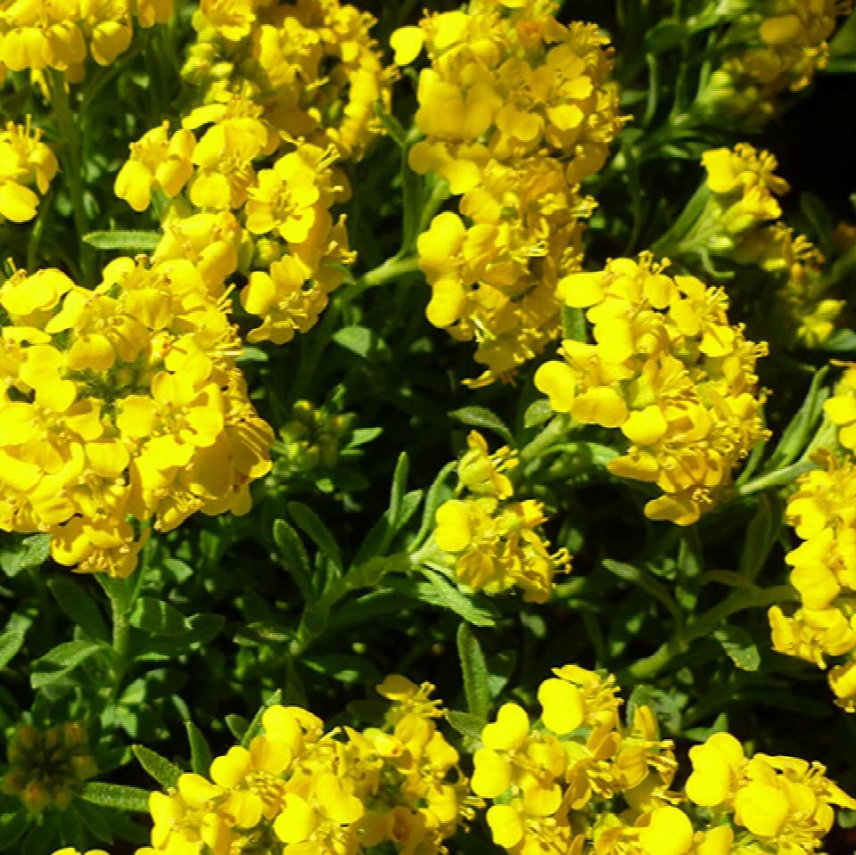 Golden Spring Aurinia, Basket of Gold Alyssum, Landscape Plant ...