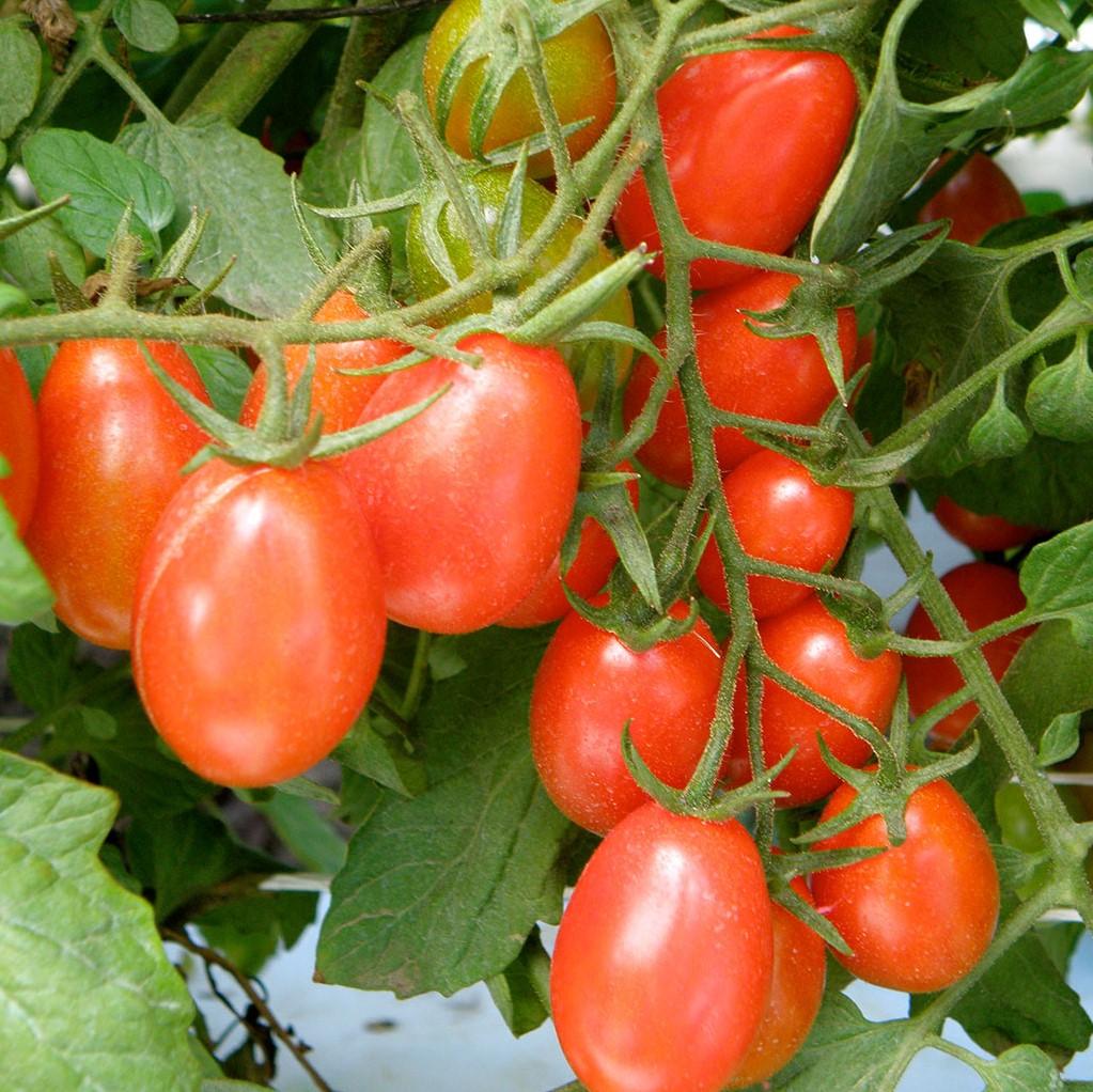Grape Tomato (Garden Starter Plant) – Southern Idaho Landscape Center