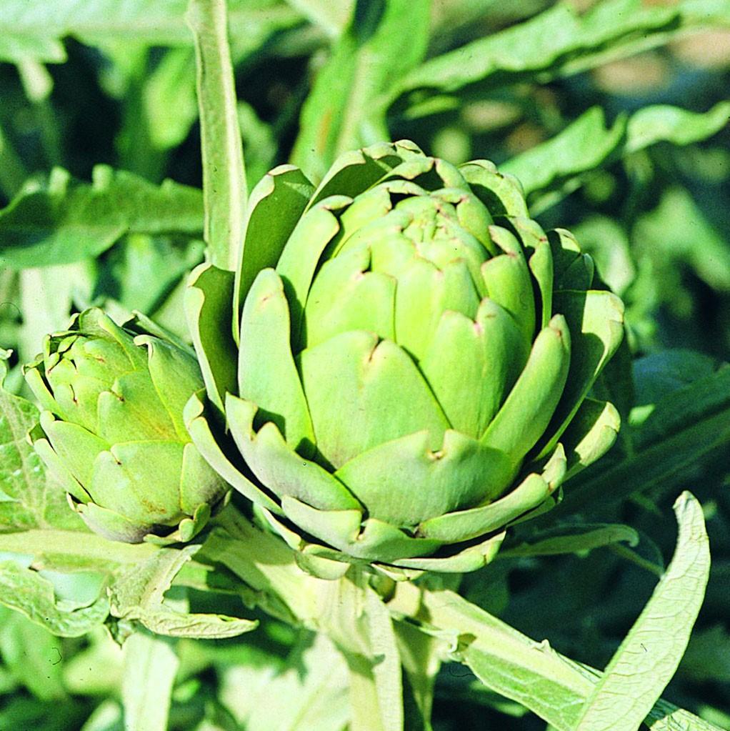 Green Globe Artichoke (Garden Starter Plant) – Southern Idaho Landscape ...