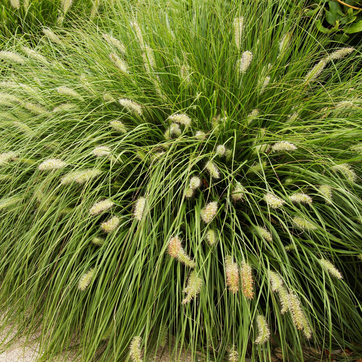Hameln Pennisetum (Dwarf Fountain Grass) – Southern Idaho Landscape Center