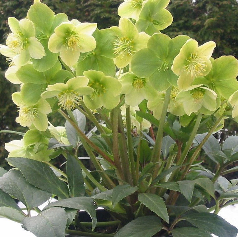 Winter Magic Snow Love Hellebore (Lenten Rose) – Southern Idaho ...