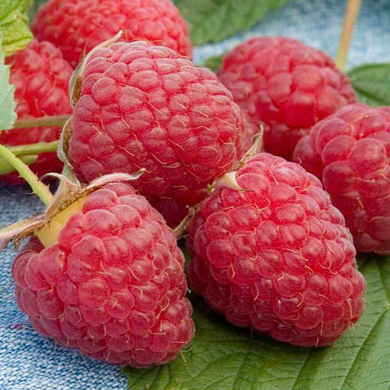 Heritage Raspberry Plant – Southern Idaho Landscape Center