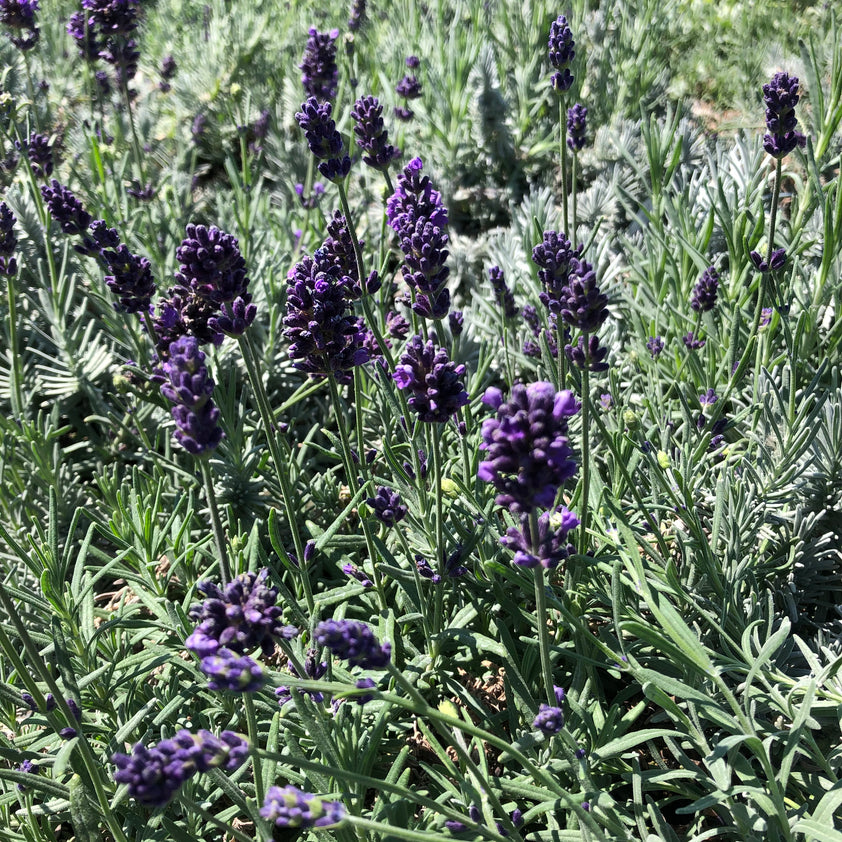 Hidcote Blue English Lavender – Southern Idaho Landscape Center