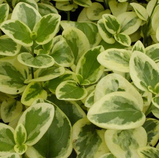 High Color Vinca Vine (Periwinkle) – Southern Idaho Landscape Center