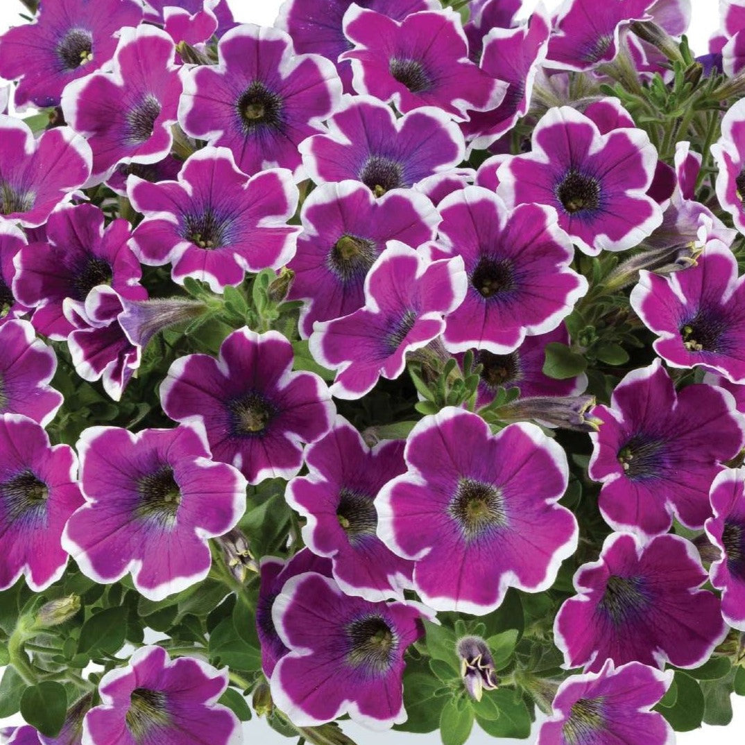 Red Carpet Hippy Chick Violet Petunia – Southern Idaho Landscape Center
