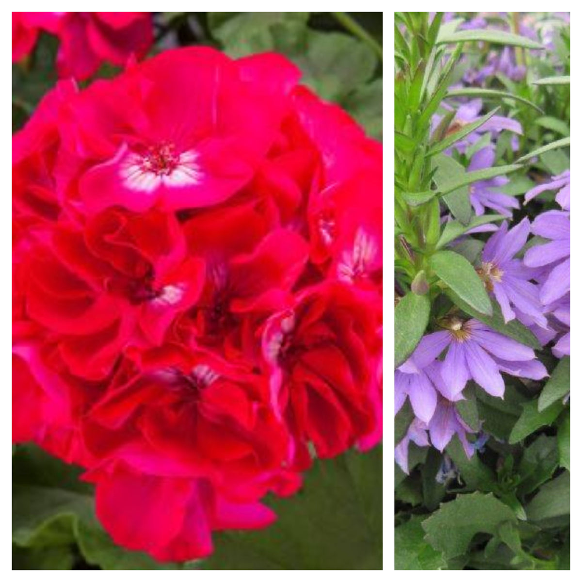 12" Hot Rose Geranium with Blue Scaevola Hanging Basket – Southern ...