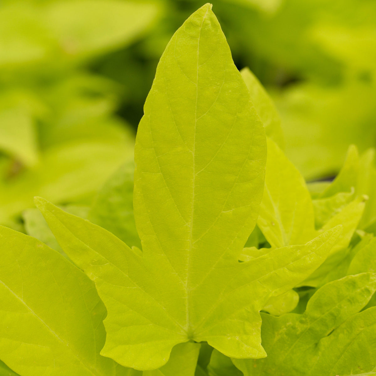 Sidekick Lime Ipomoea (Sweet Potato Vine) – Southern Idaho Landscape Center