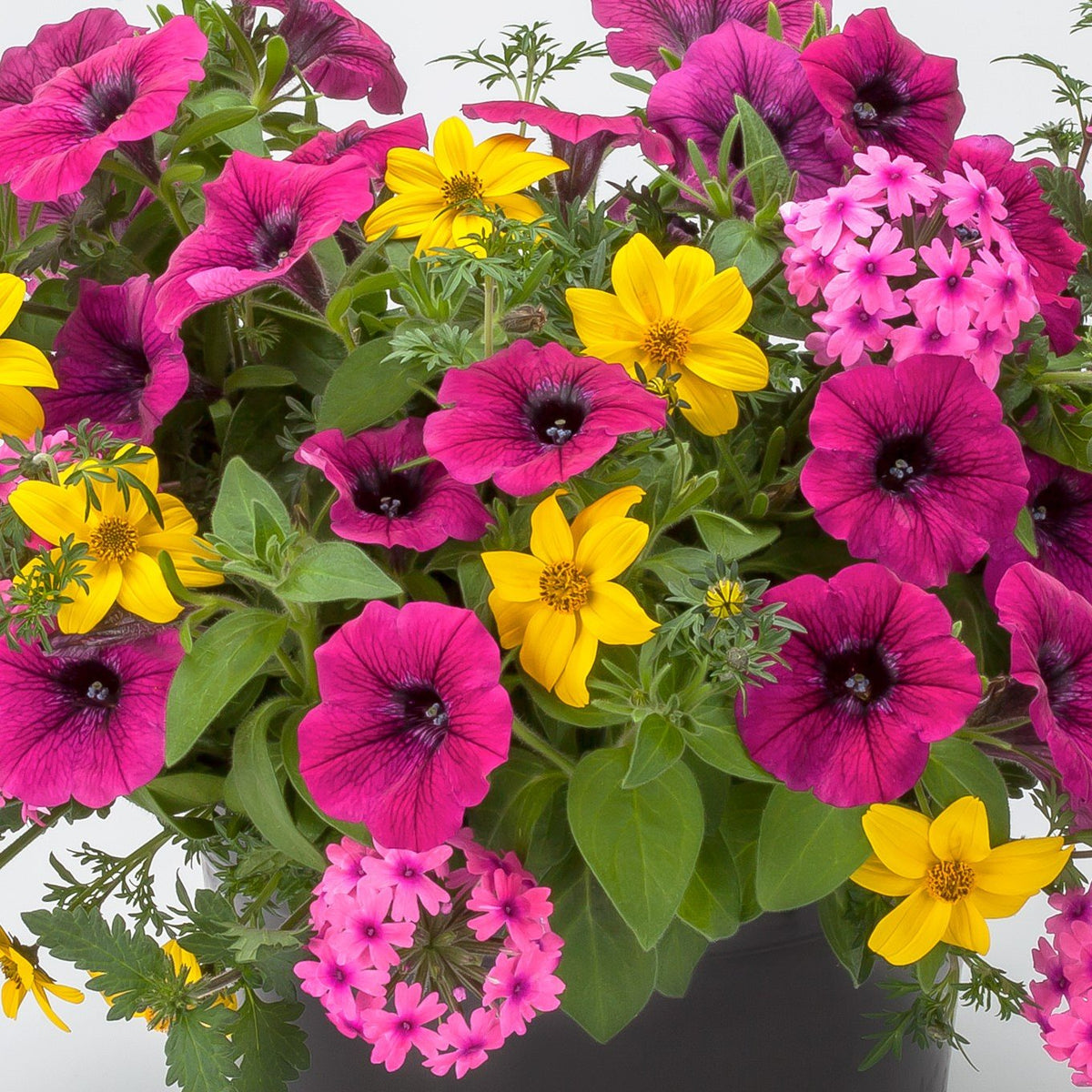 10" Kwik Mom's Chosen One Mix Hanging Basket – Southern Idaho Landscape ...