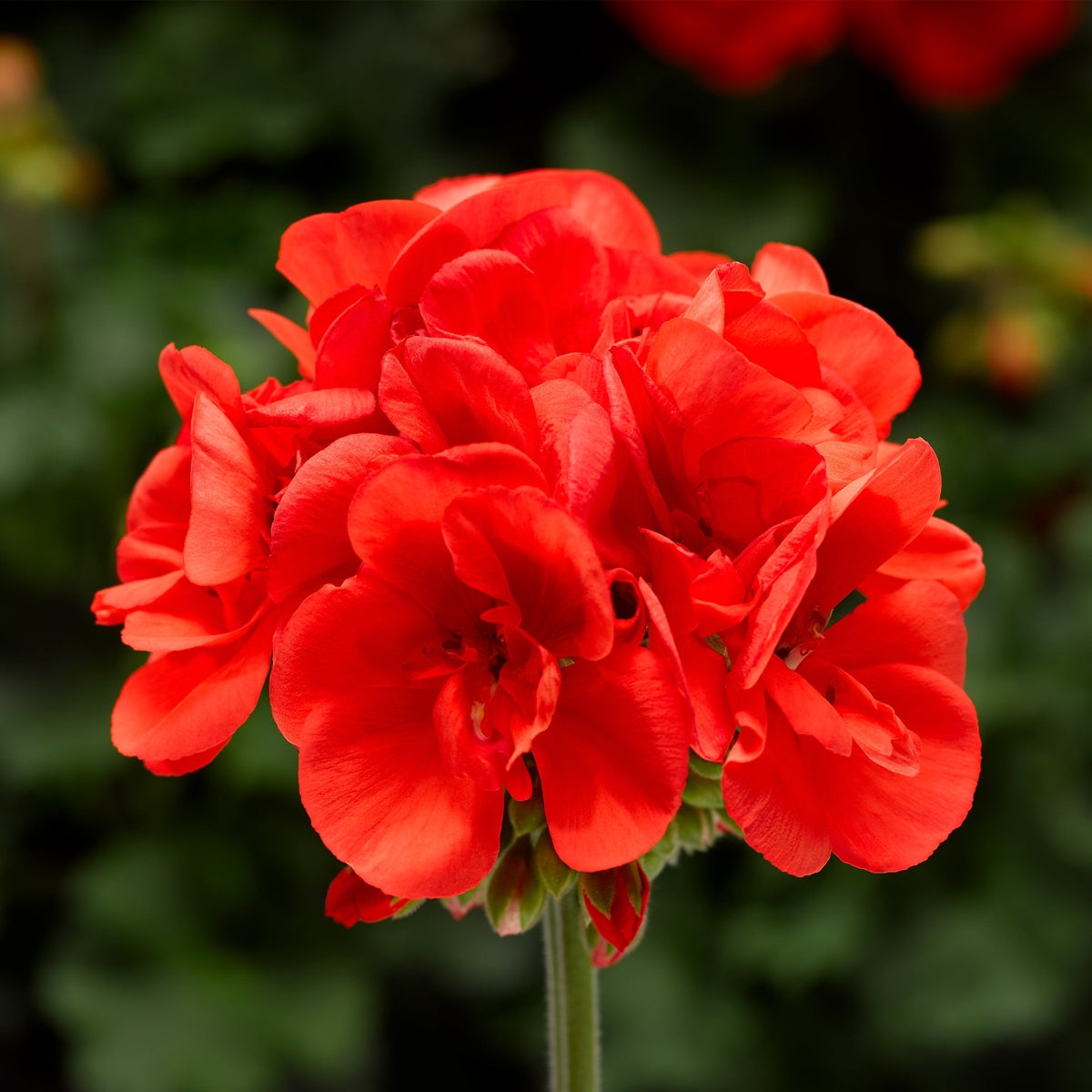 Moxie Orange Geranium – Southern Idaho Landscape Center