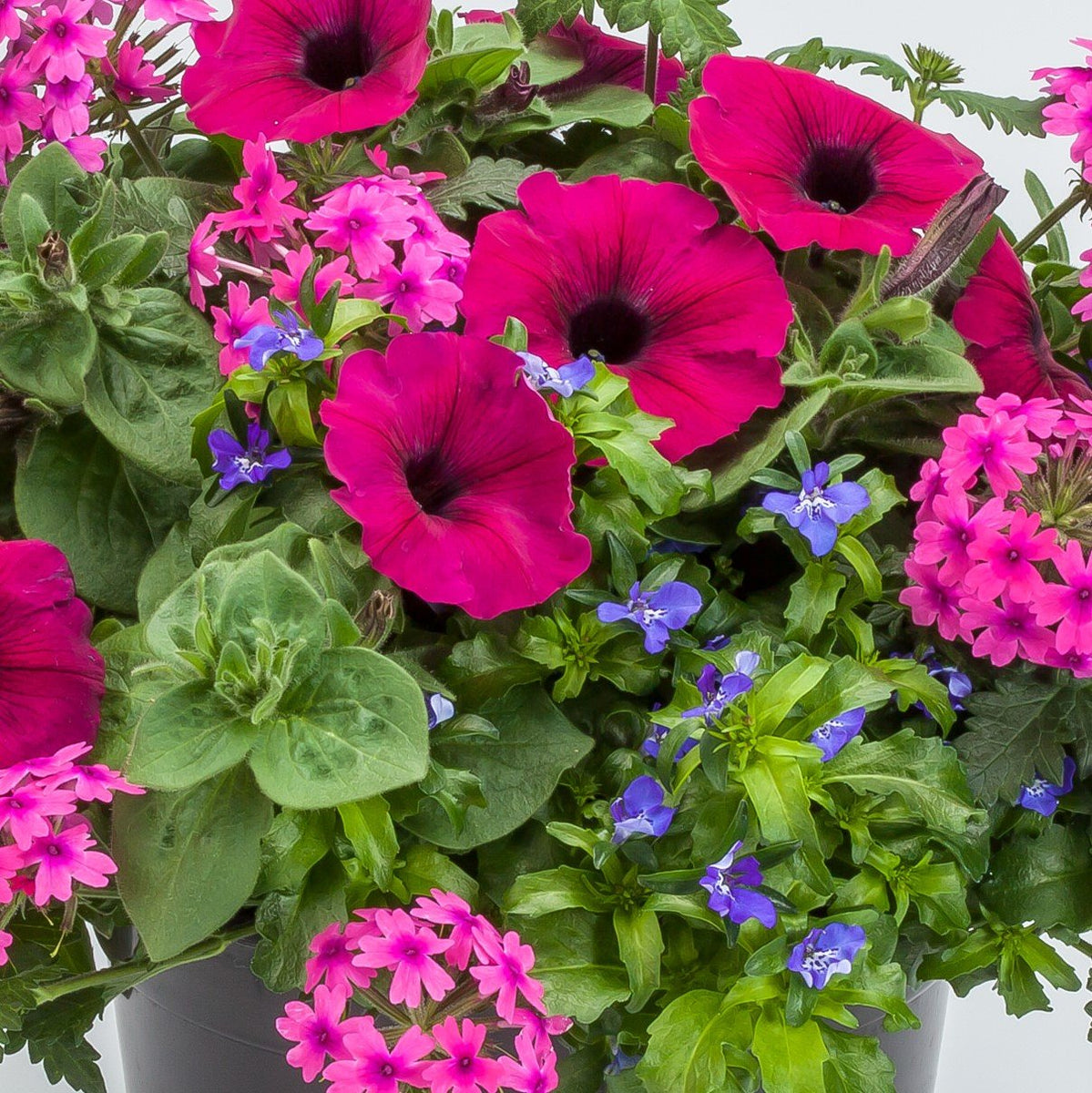 10" Kwik Night in Pompeii Mix Hanging Basket – Southern Idaho Landscape ...