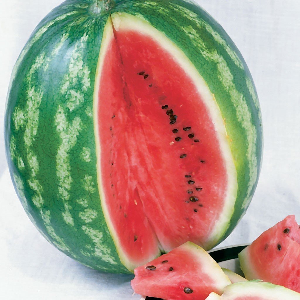 Icebox Watermelon (Garden Starter Plant) – Southern Idaho Landscape Center