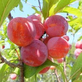 Toka Plum Tree – Southern Idaho Landscape Center