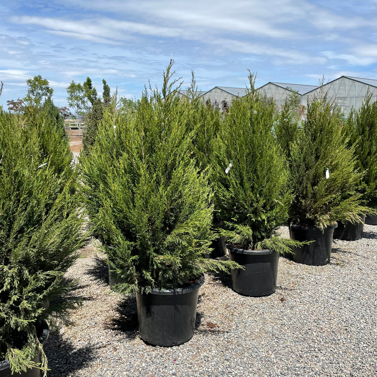 Spartan Juniper Tree – Southern Idaho Landscape Center