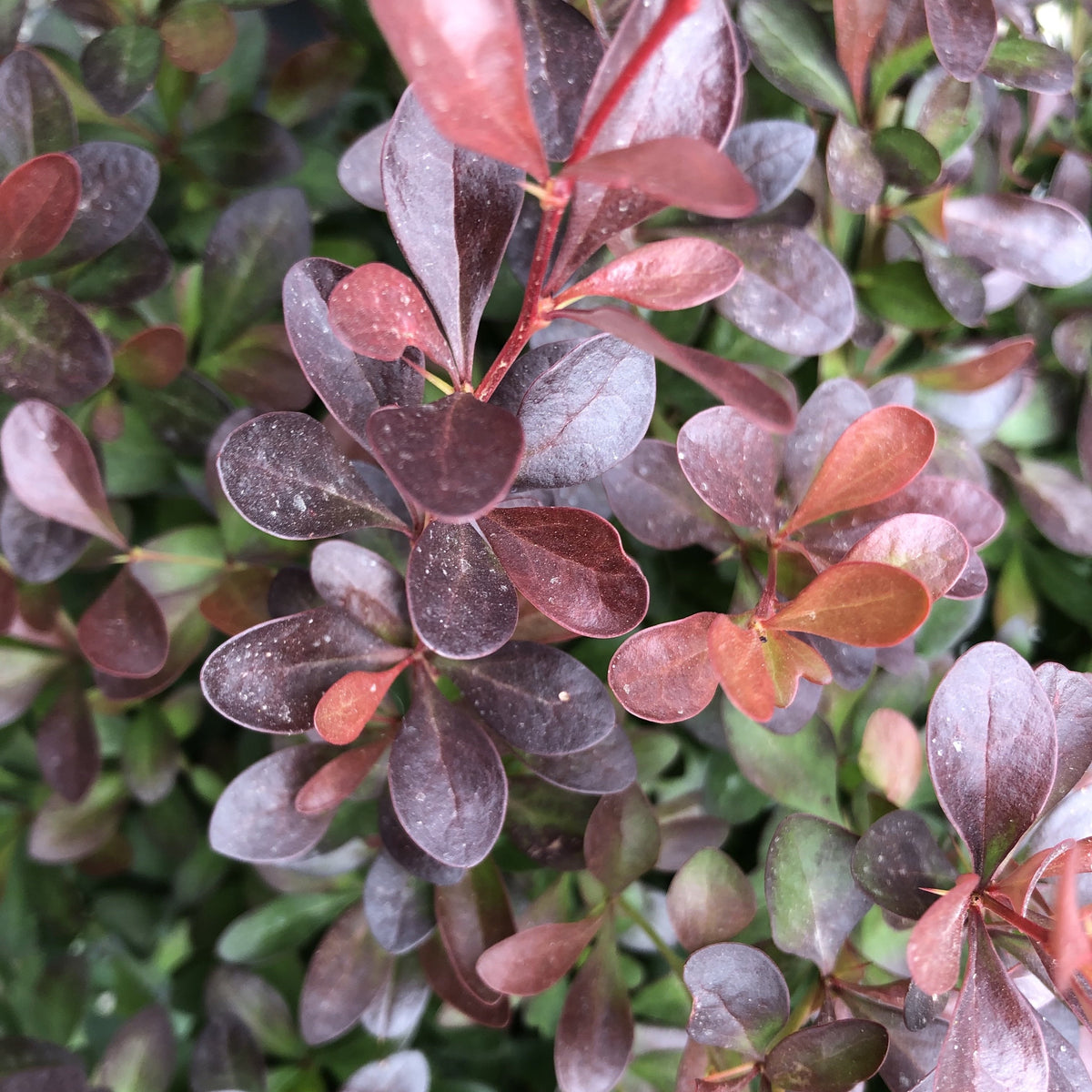 Crimson Pygmy Barberry – Southern Idaho Landscape Center