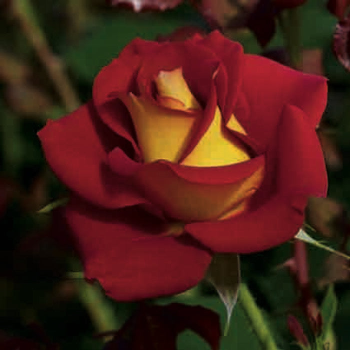 Ketchup & Mustard Floribunda Rose - 3 Gallon Growers Pot – Southern ...