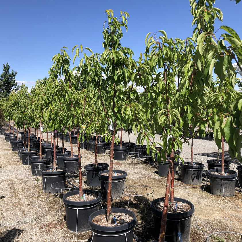 Black Tartarian Cherry Tree – Southern Idaho Landscape Center