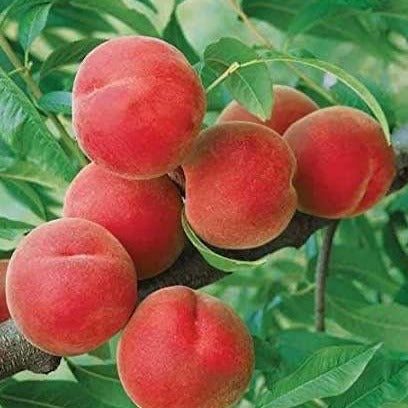 Contender Peach Tree – Southern Idaho Landscape Center