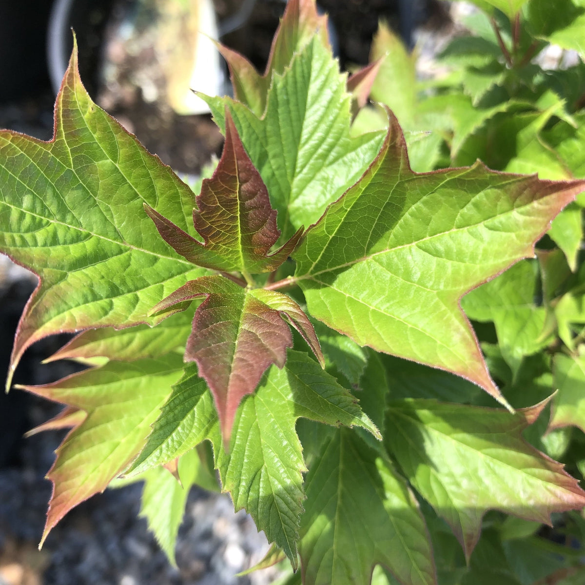 Bailey Compact Viburnum (American Cranberrybush) – Southern Idaho ...