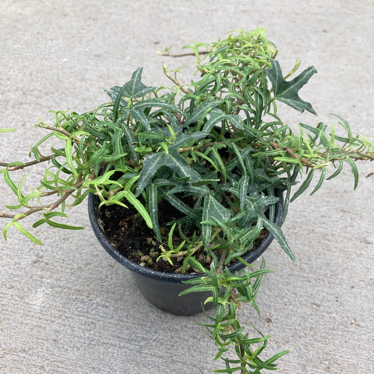 Hedera helix 'Starling' (English Ivy) – Southern Idaho Landscape Center