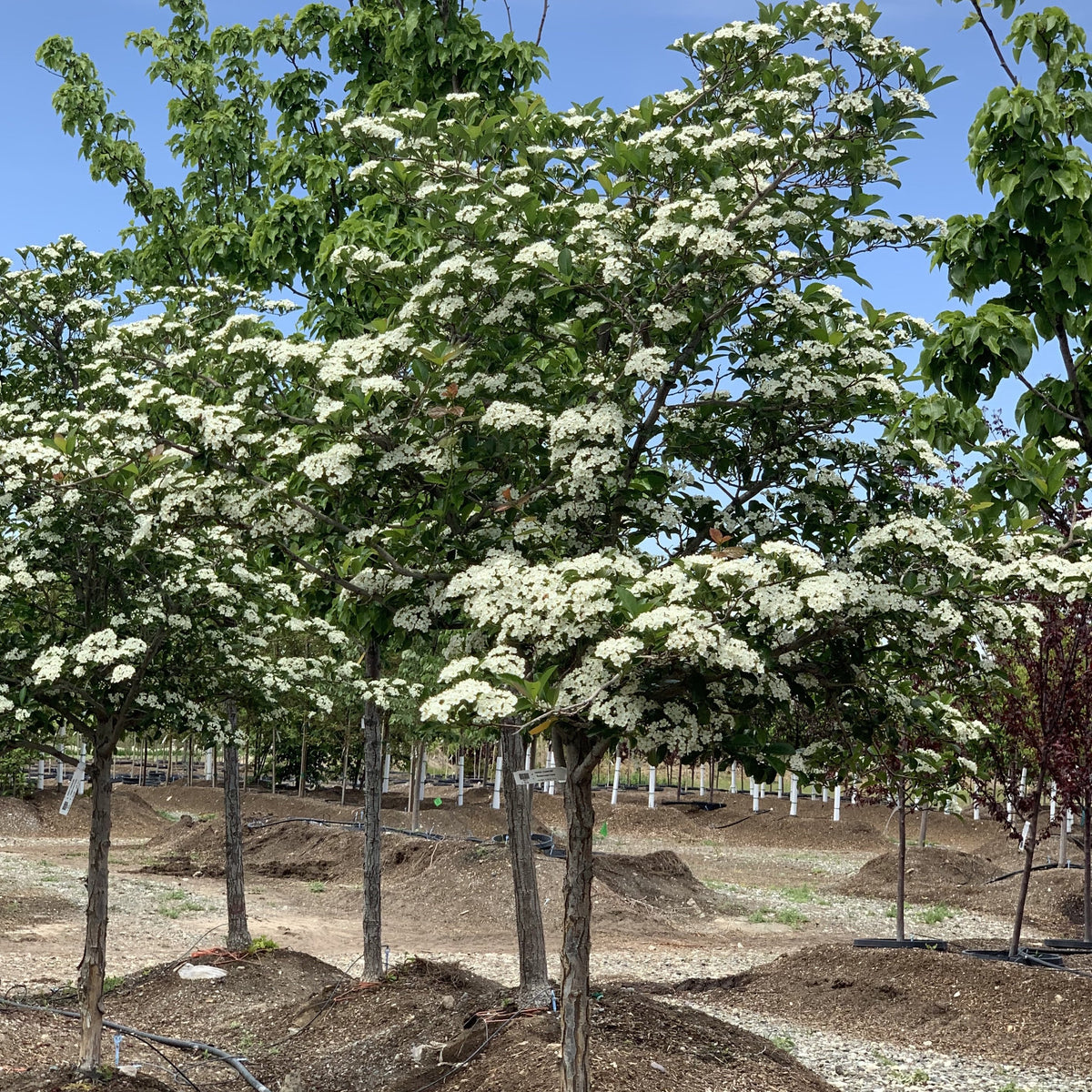 Thornless Cockspur Hawthorn Tree – Southern Idaho Landscape Center