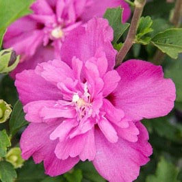 Raspberry Smoothie Hibiscus (Rose of Sharon) – Southern Idaho Landscape ...