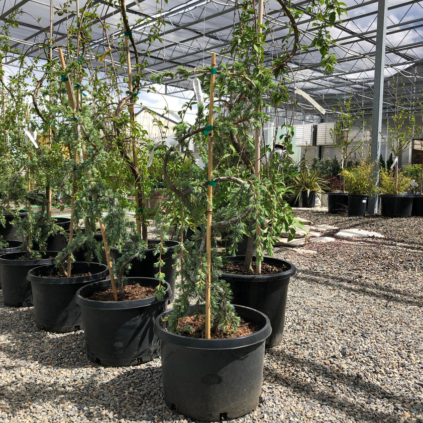 Weeping Blue Atlas Serpentine Cedar Tree – Southern Idaho Landscape Center