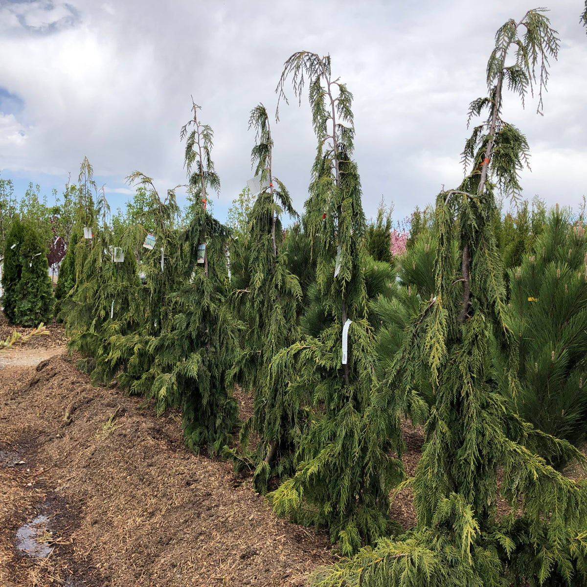 Green Arrow Alaskan Cedar Tree – Southern Idaho Landscape Center