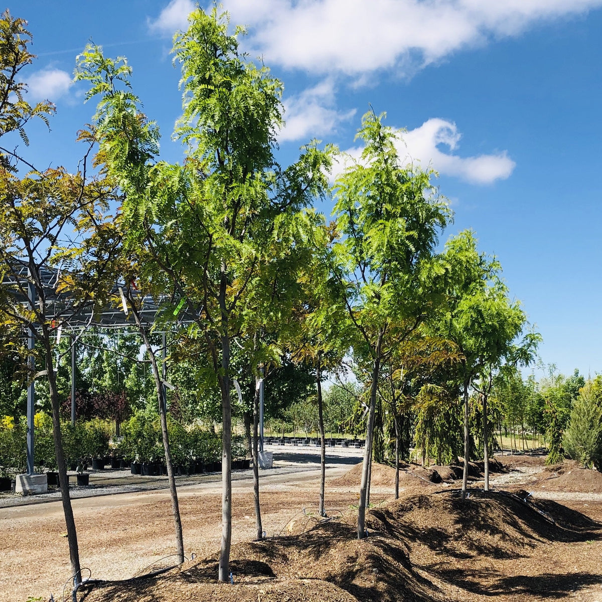 Shademaster Honey Locust Tree – Southern Idaho Landscape Center