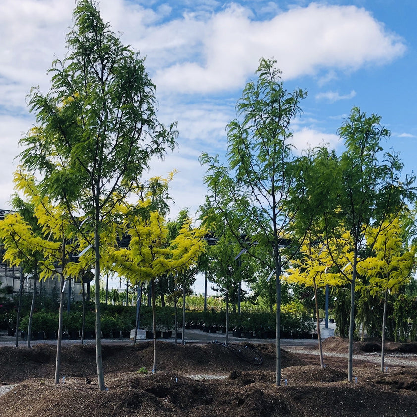 Imperial Honey Locust Tree – Southern Idaho Landscape Center