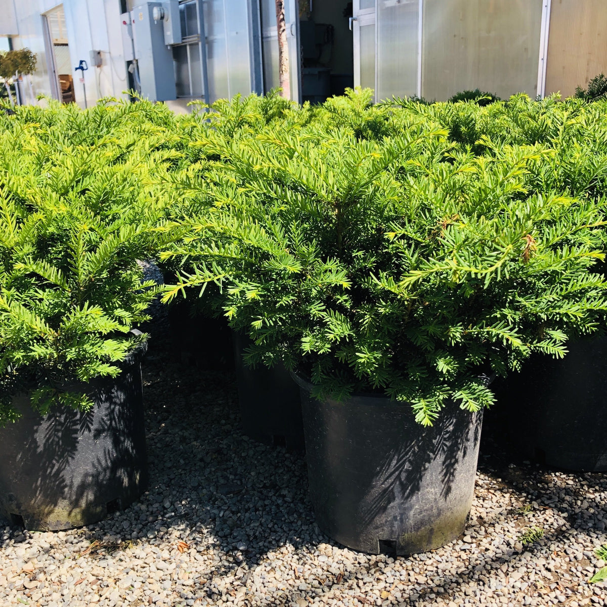 Dense Spreading Yew – Southern Idaho Landscape Center