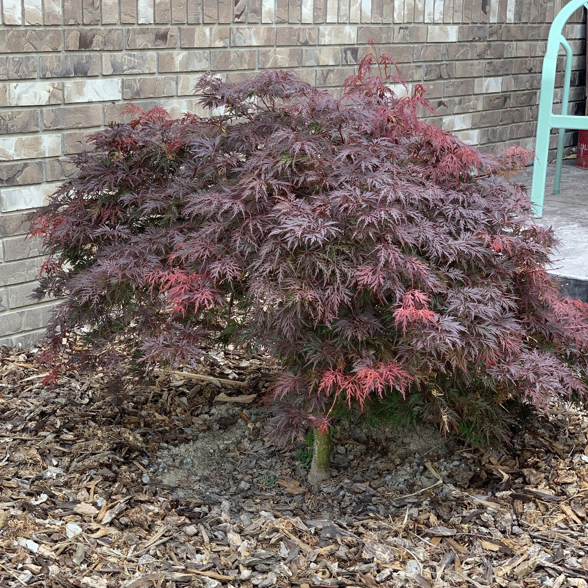 Orangeola Japanese Maple Tree – Southern Idaho Landscape Center